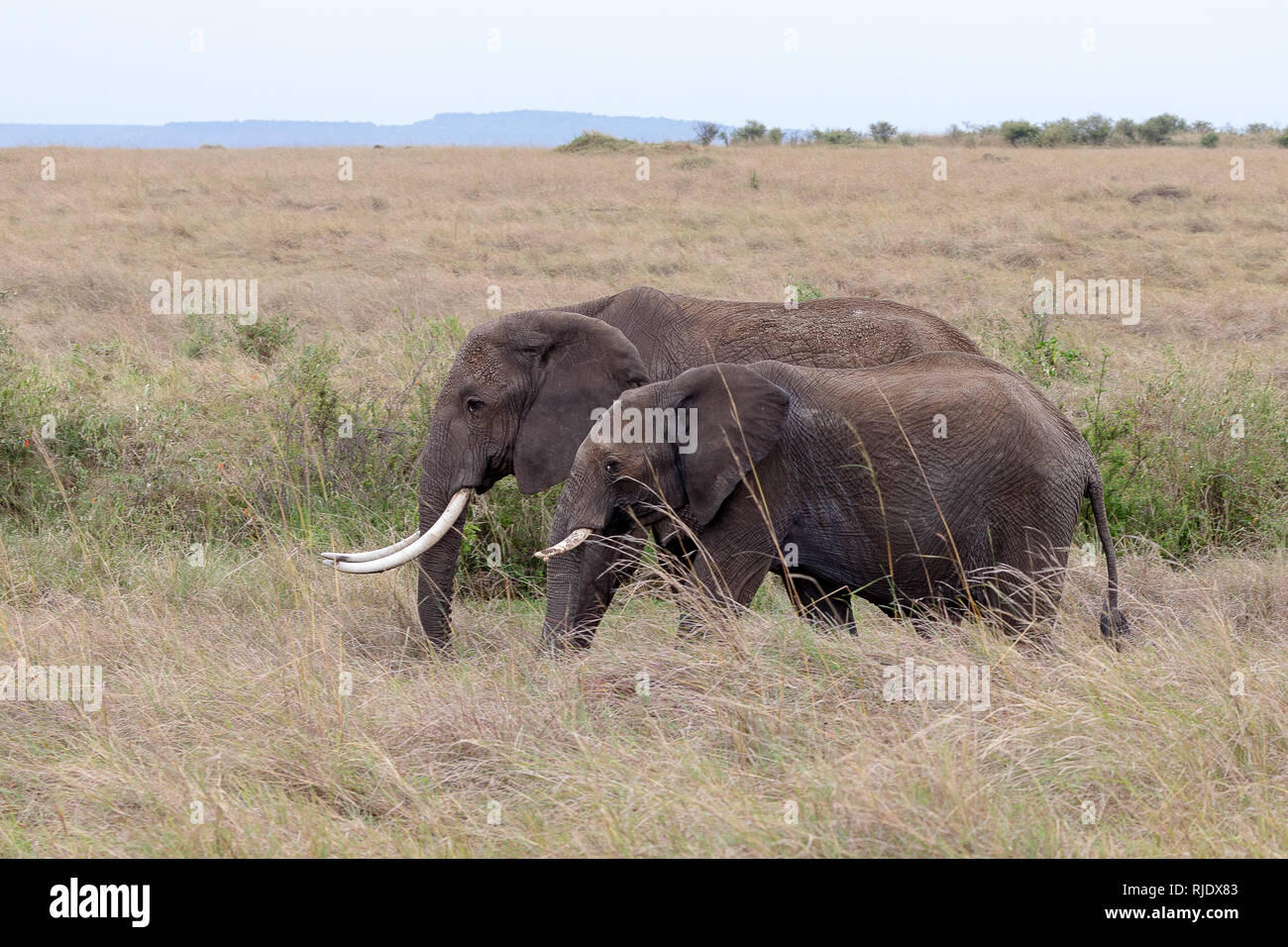 African elephant in Kenya, Africa Stock Photo - Alamy