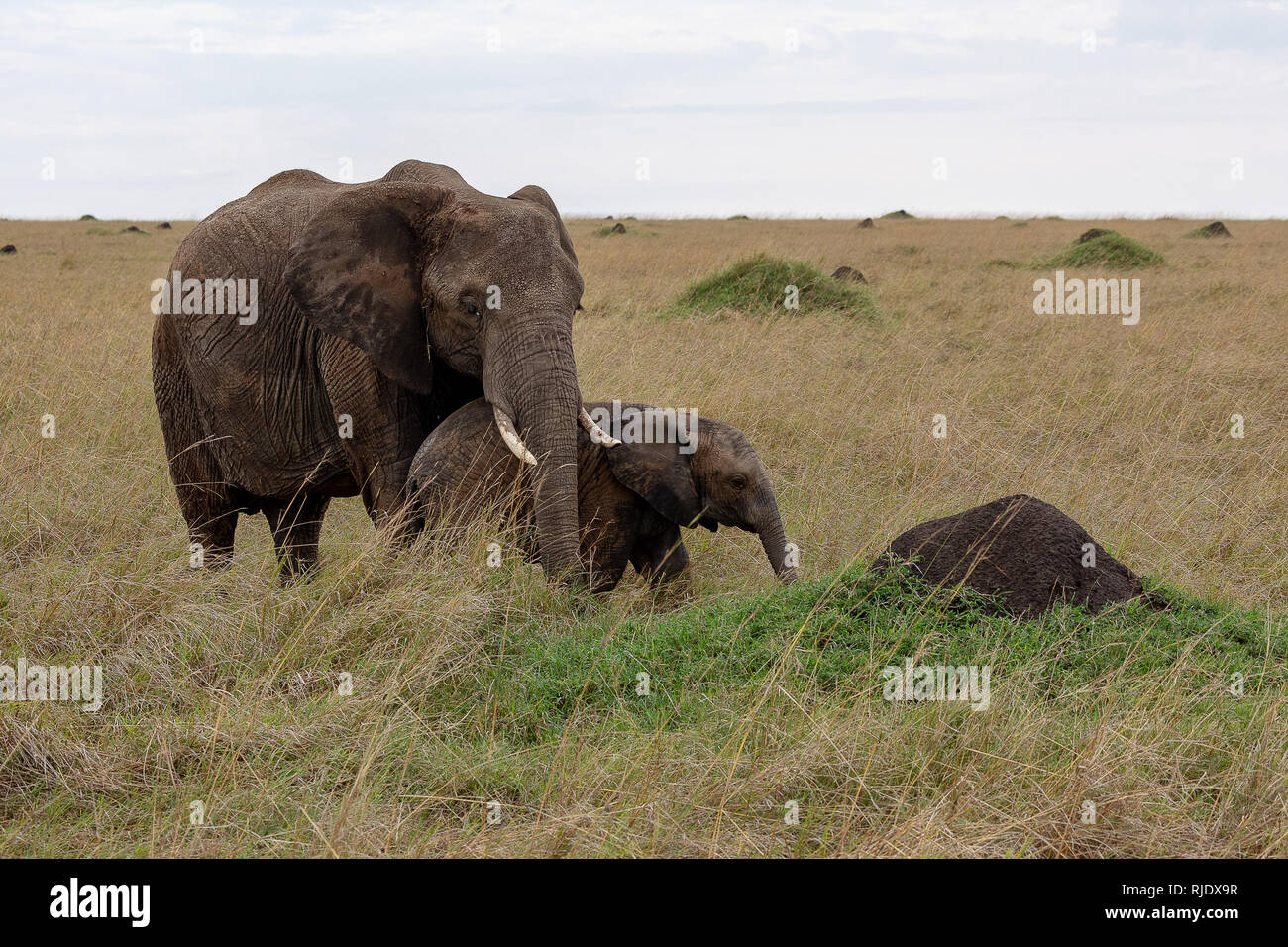 Elephant family in safari hi-res stock photography and images - Alamy