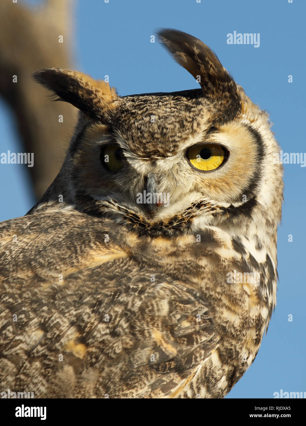A portrait of a Great Horned Owl looking back Stock Photo - Alamy
