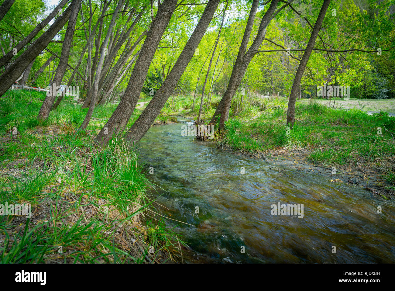 Stream flows through shady forest Stock Photo - Alamy