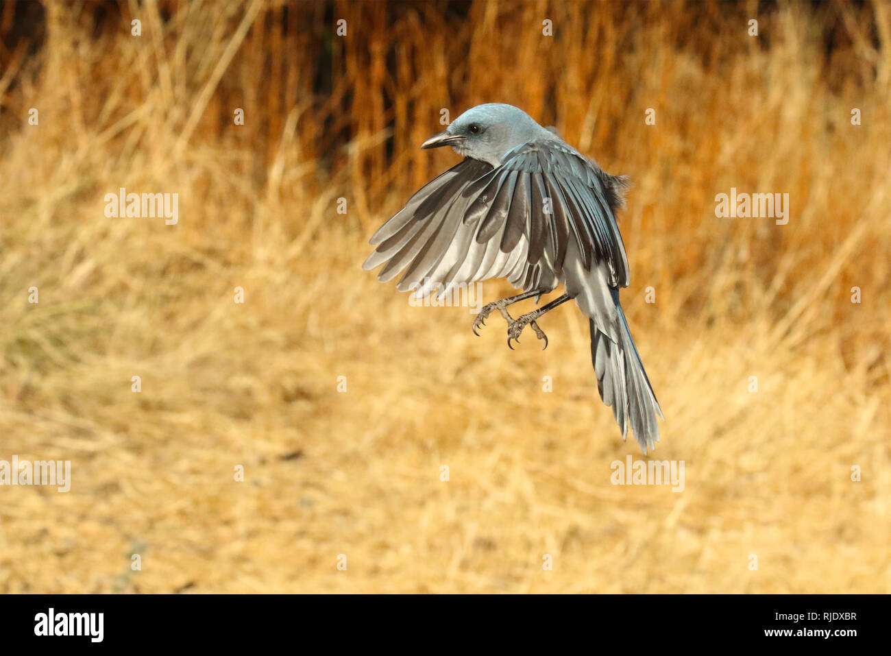 A bright blue Scrub Jay frozen in flight as it flies in to land upon a ...