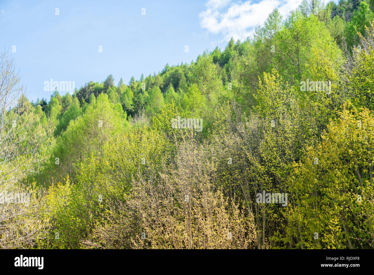 Green tree covered hillside layers of colors form environmental ...