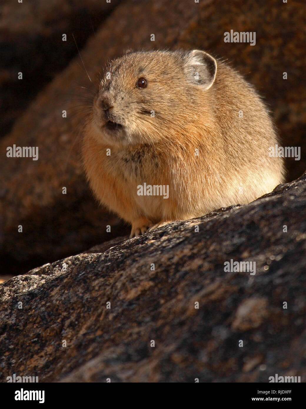American pika rocky mountains colorado hi-res stock photography and ...