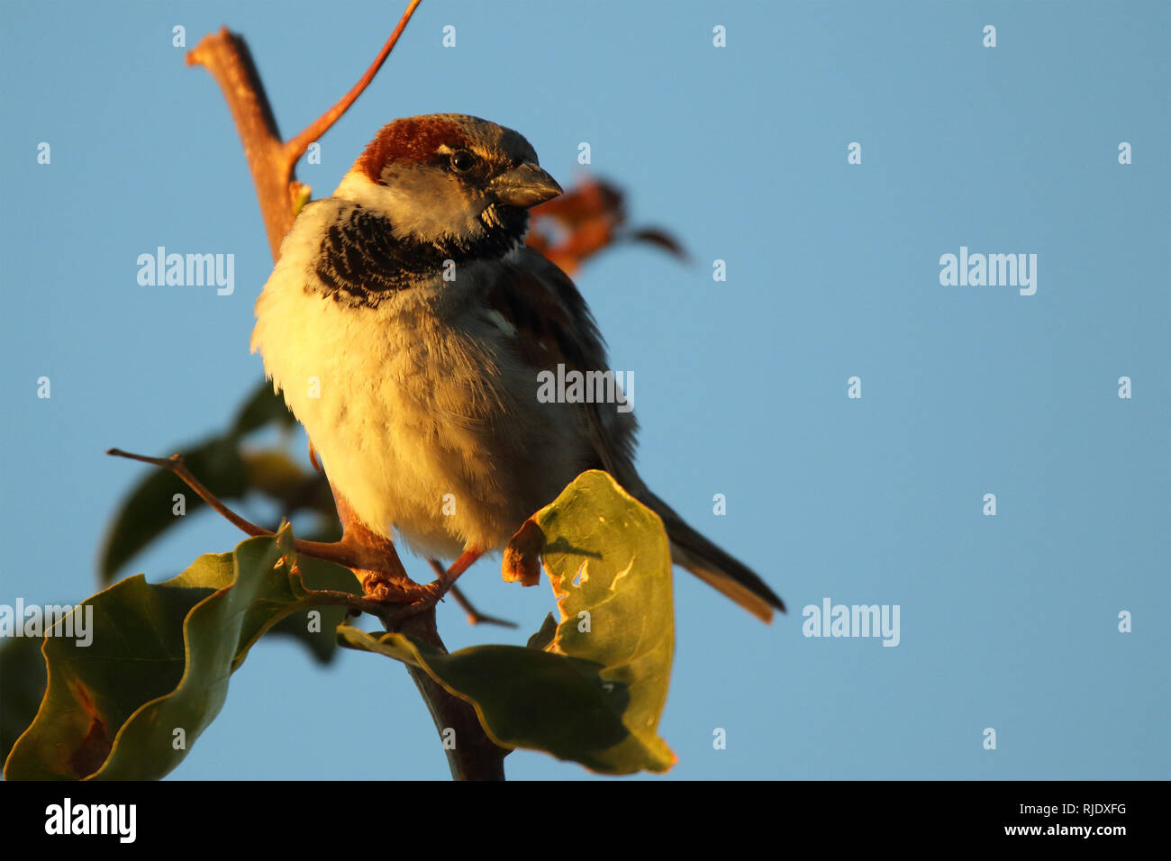 English sparrow hi-res stock photography and images - Alamy