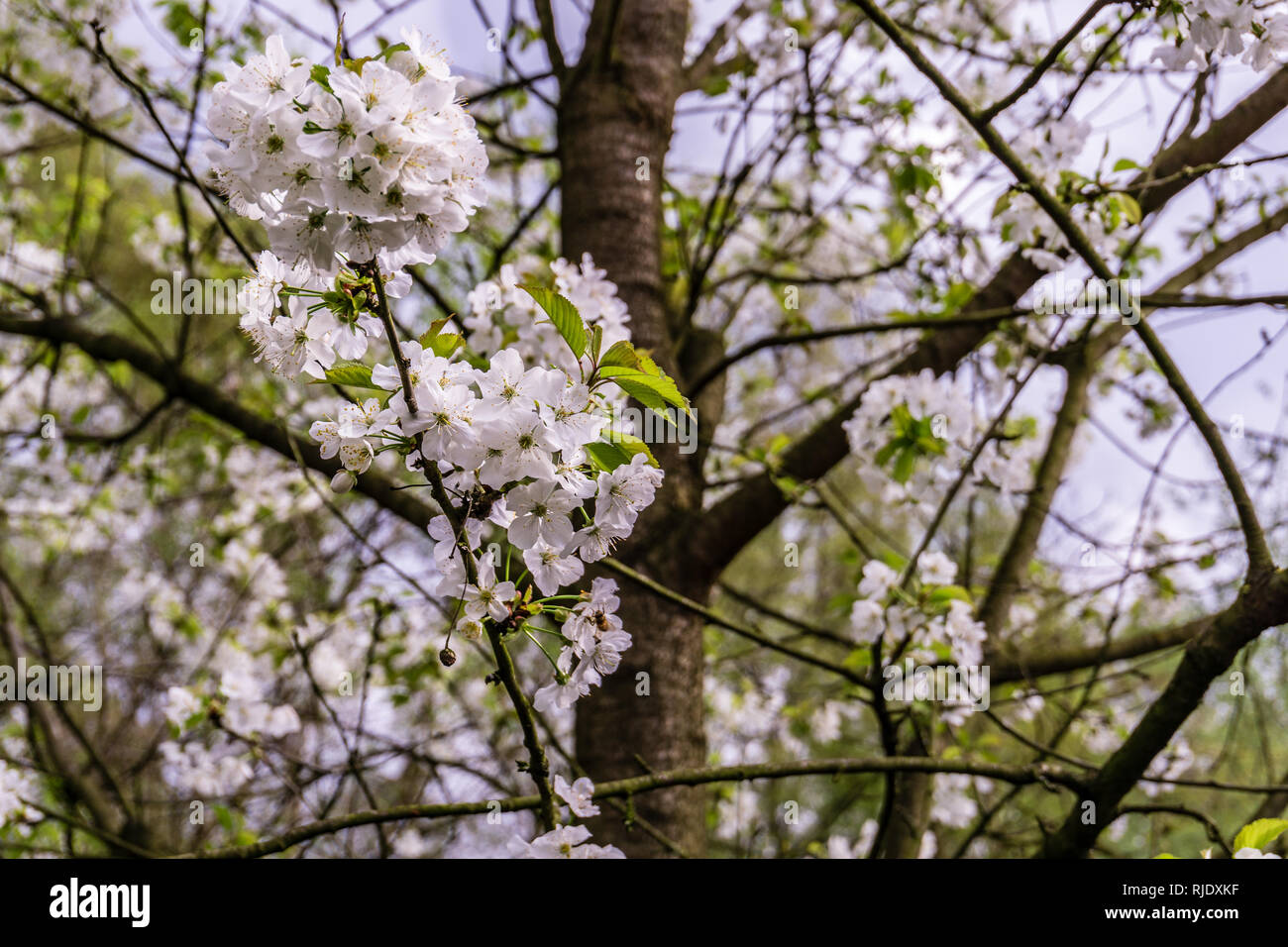 Spring landscape cherry tree hi-res stock photography and images - Alamy