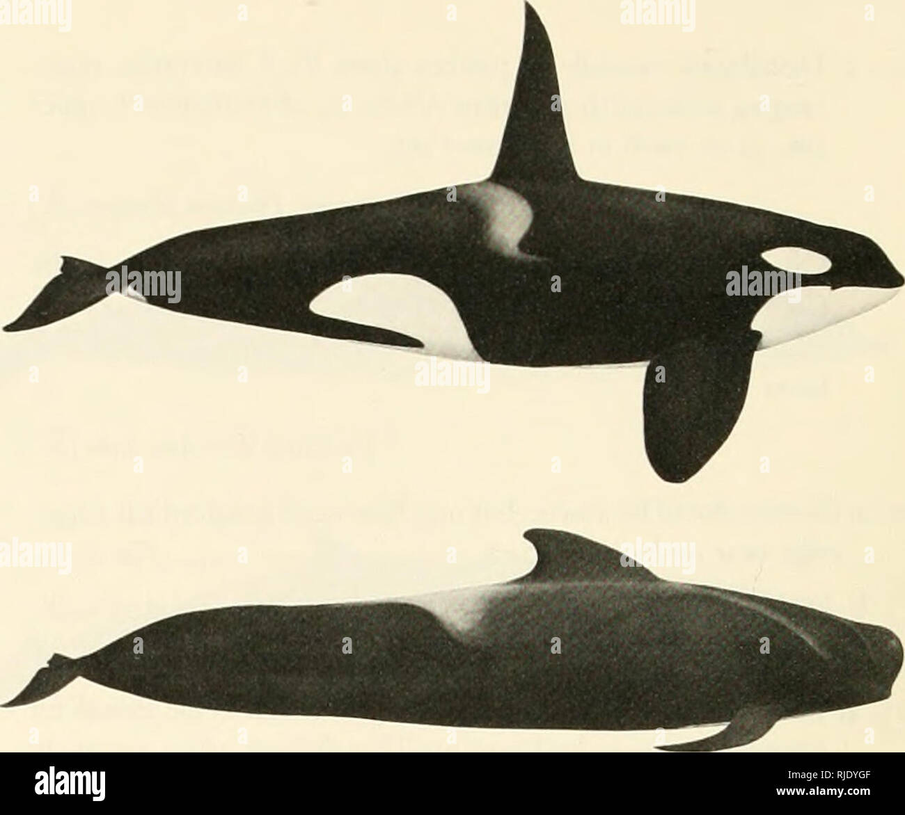 . Cetaceans of the Channel Islands National Marine Sanctuary. Cetacea ...