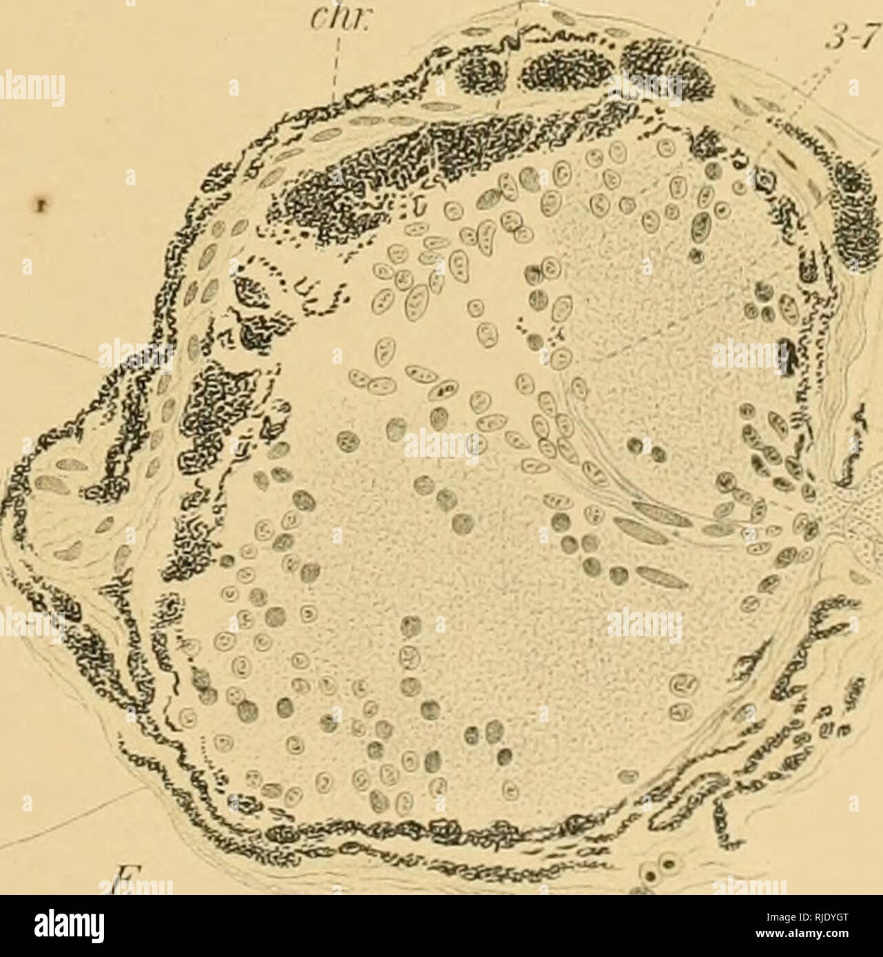 Pigment cell fish hi-res stock photography and images - Alamy