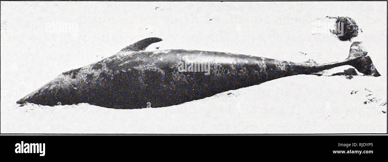 Northern right whale dolphins hi-res stock photography and images - Alamy