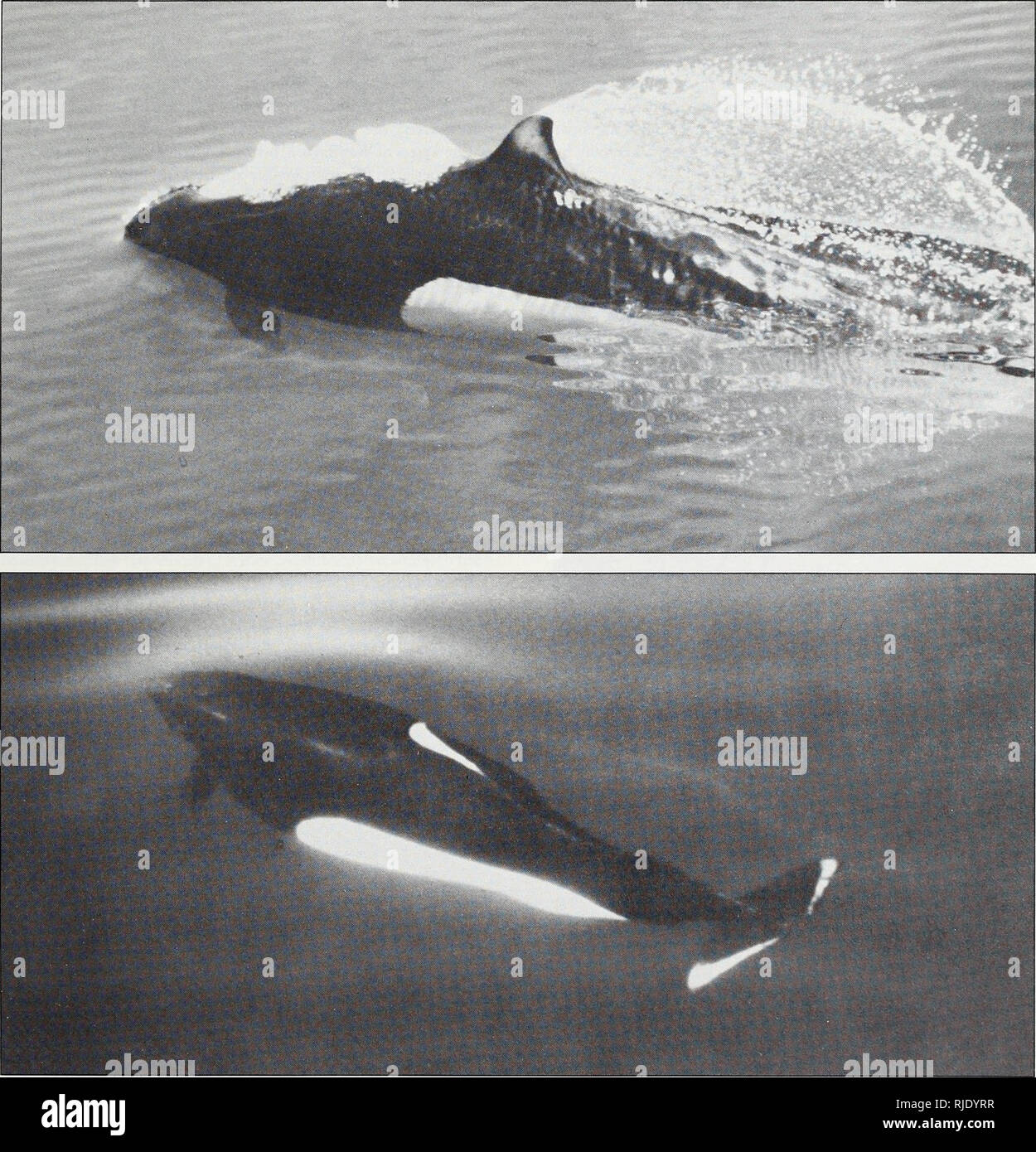 Deep scattering layer hi-res stock photography and images - Alamy