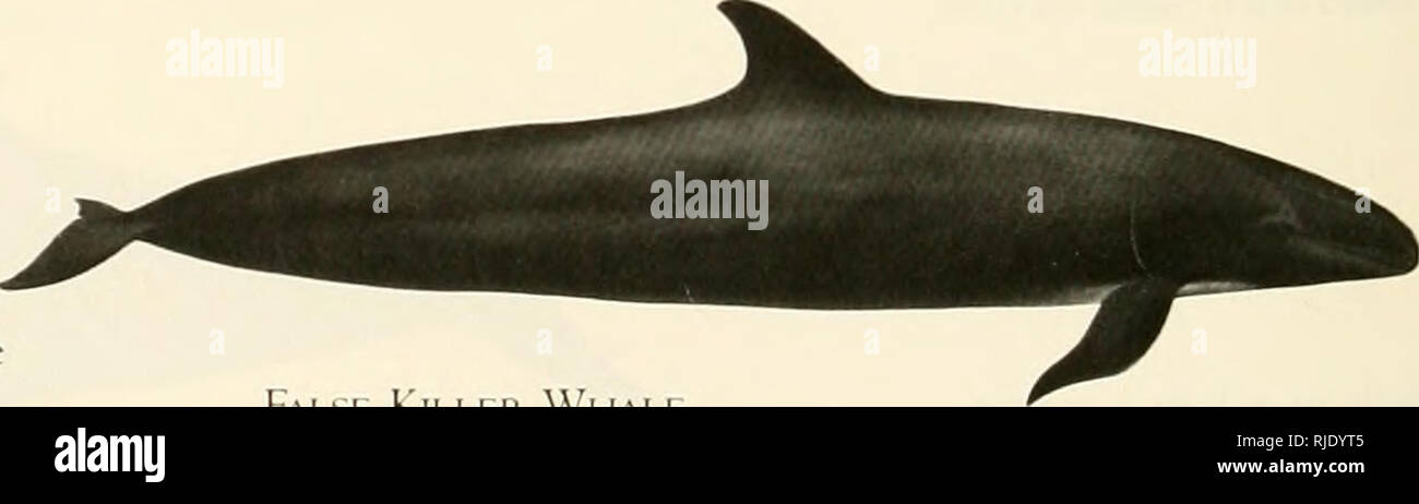 Falcate Dorsal Fin High Resolution Stock Photography and Images - Alamy