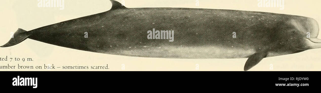 Long sloping forehead hi-res stock photography and images - Alamy