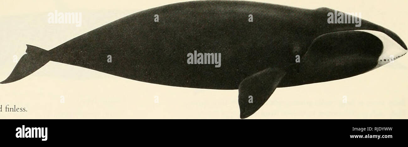 White v shape on back from tail hi-res stock photography and images - Alamy