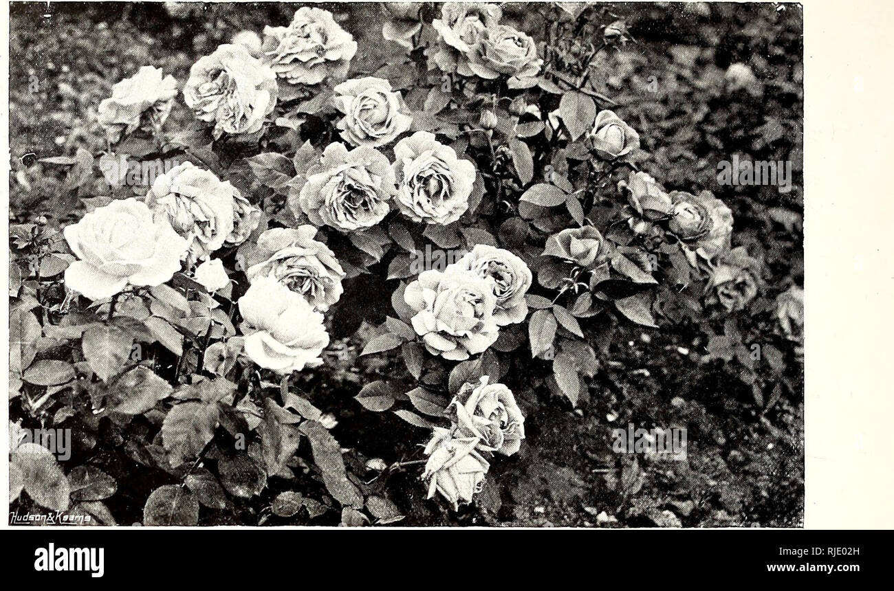 Rosa ferox hi-res stock photography and images - Alamy