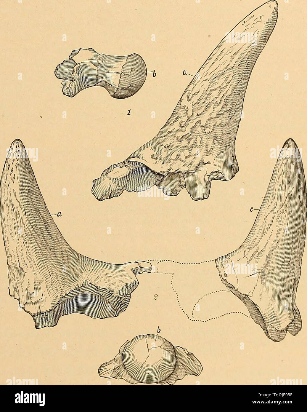 . The Ceratopsia. Ceratopsia. CERATOPS. 103 Ceratops paucidens Marsh ...