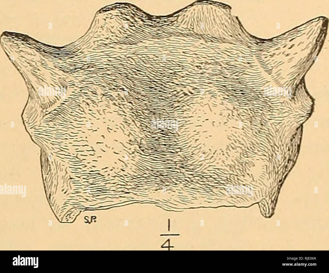 . The Ceratopsia. Ceratopsia. CERATOPS MOXTAXUS. 101. Fig. 101.—Upper ...