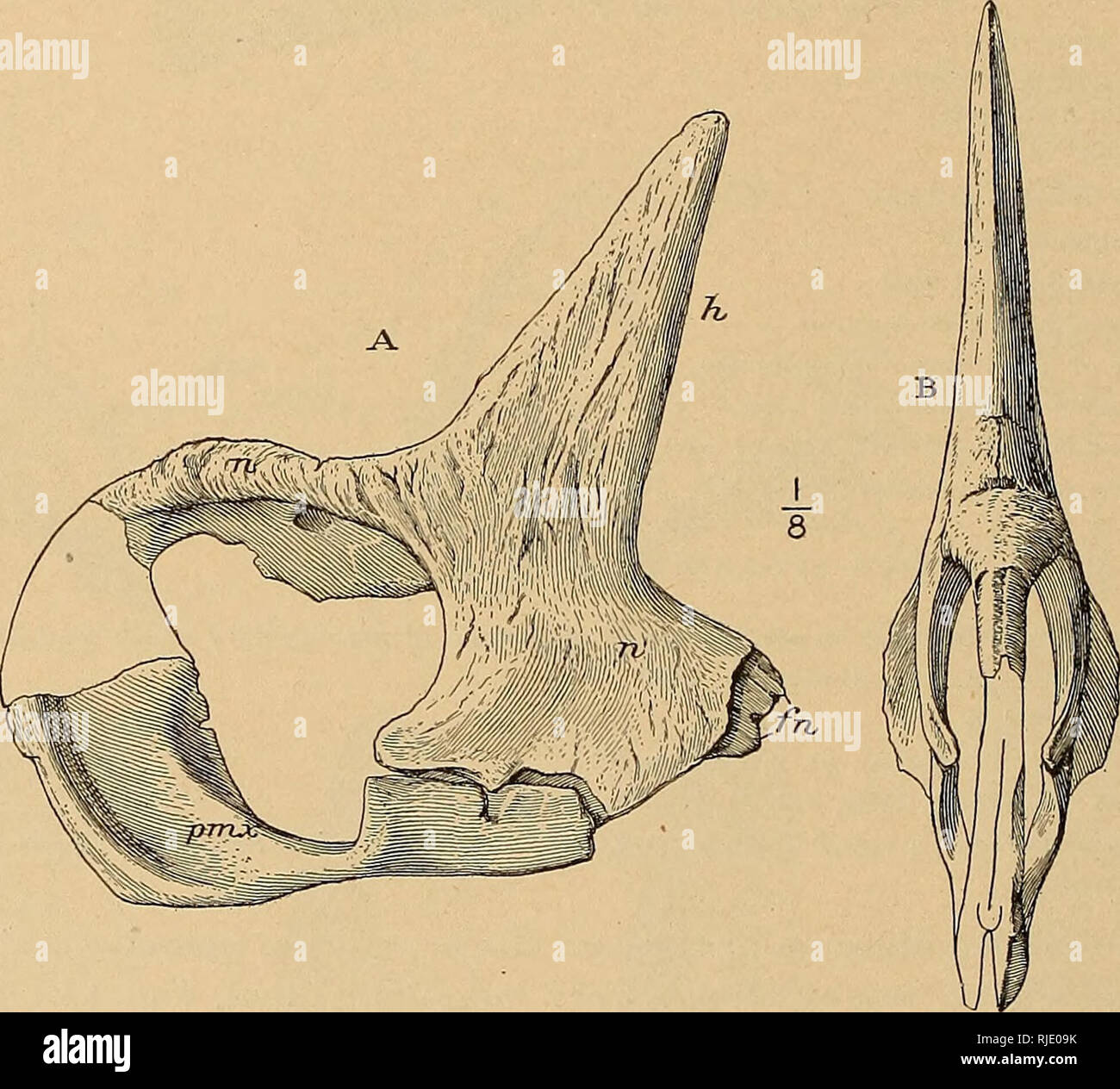 . The Ceratopsia. Ceratopsia. 88 THE CERATOPSIA. and powerful horn ...