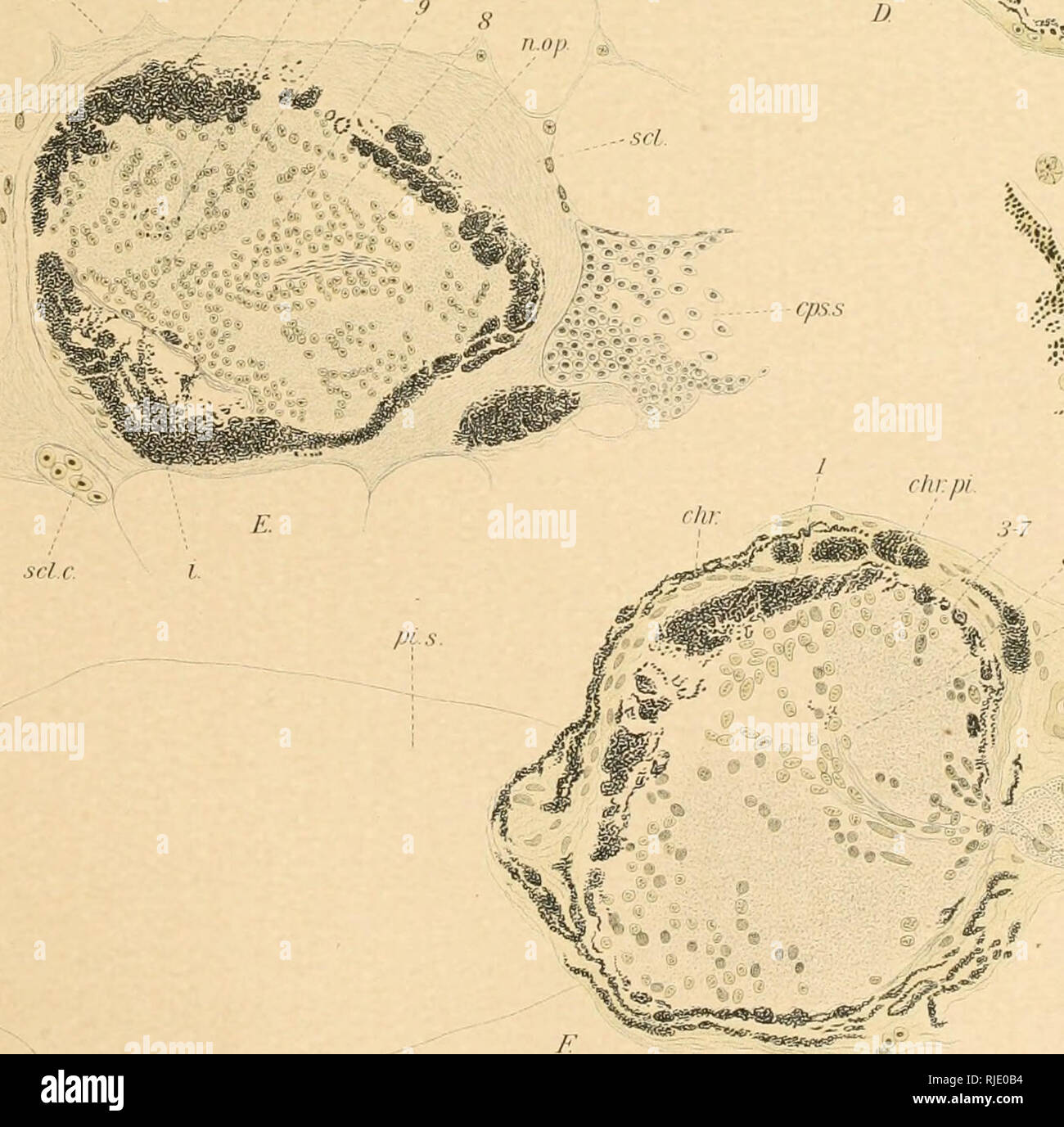 Pigment cell fish hi-res stock photography and images - Alamy