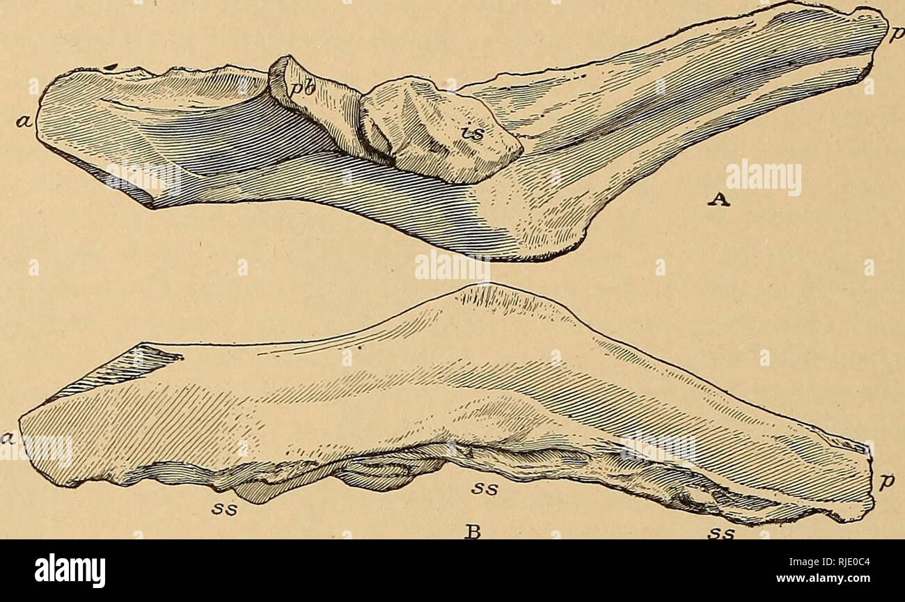 . The Ceratopsia. Ceratopsia. 78 THE CERATOPSIA. the same skeleton ...