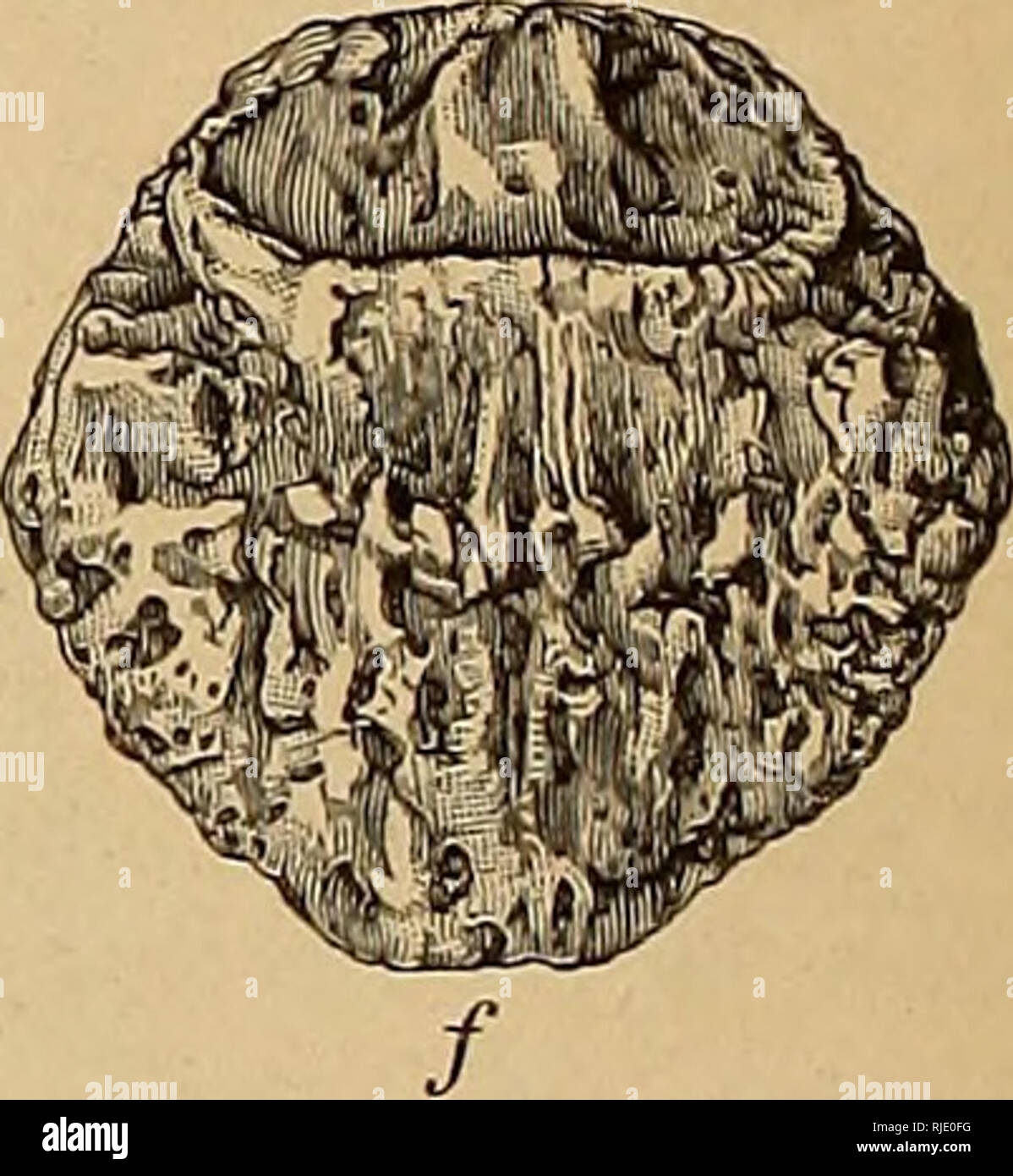 . The Ceratopsia. Ceratopsia. Fig. 72.—Fibula of Tri- ceratops serratus ...