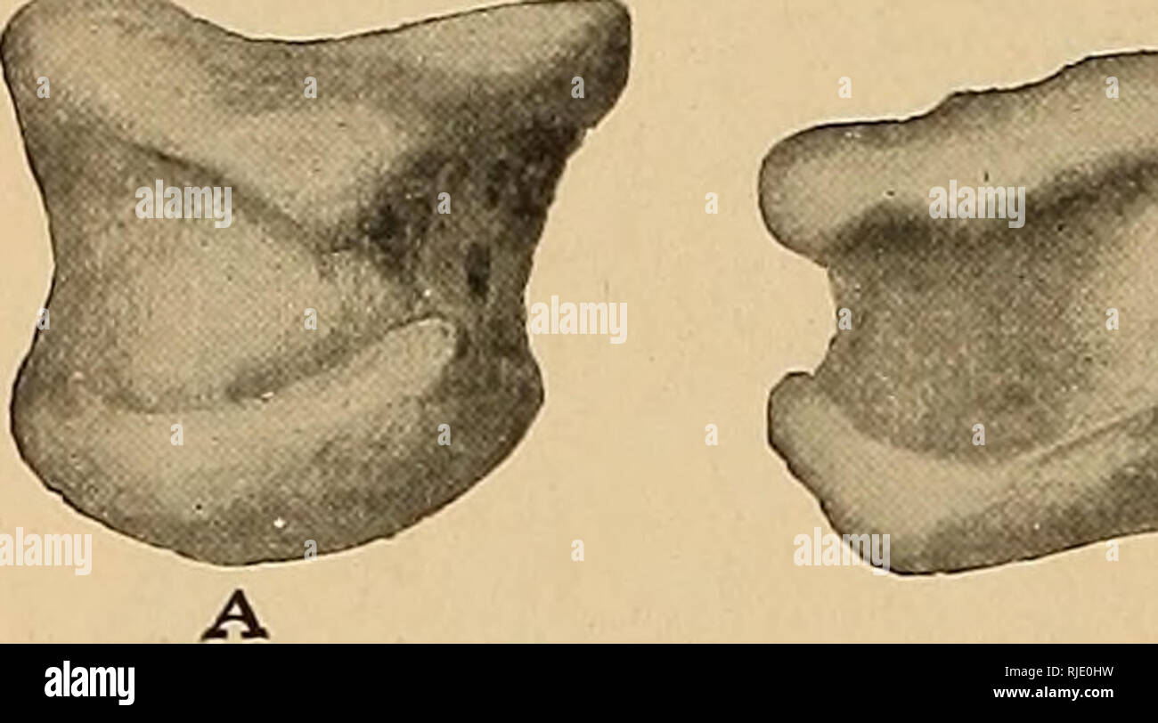 . The Ceratopsia. Ceratopsia. 62 THE CERATOPSIA. THE HUNTD LIMB AND ...