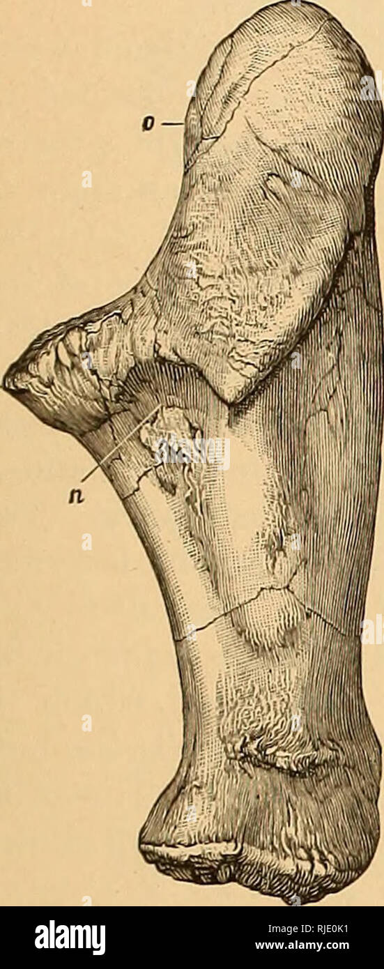 . The Ceratopsia. Ceratopsia. THE FORE LIMB AND FOOT. 61 THE RADIUS ...
