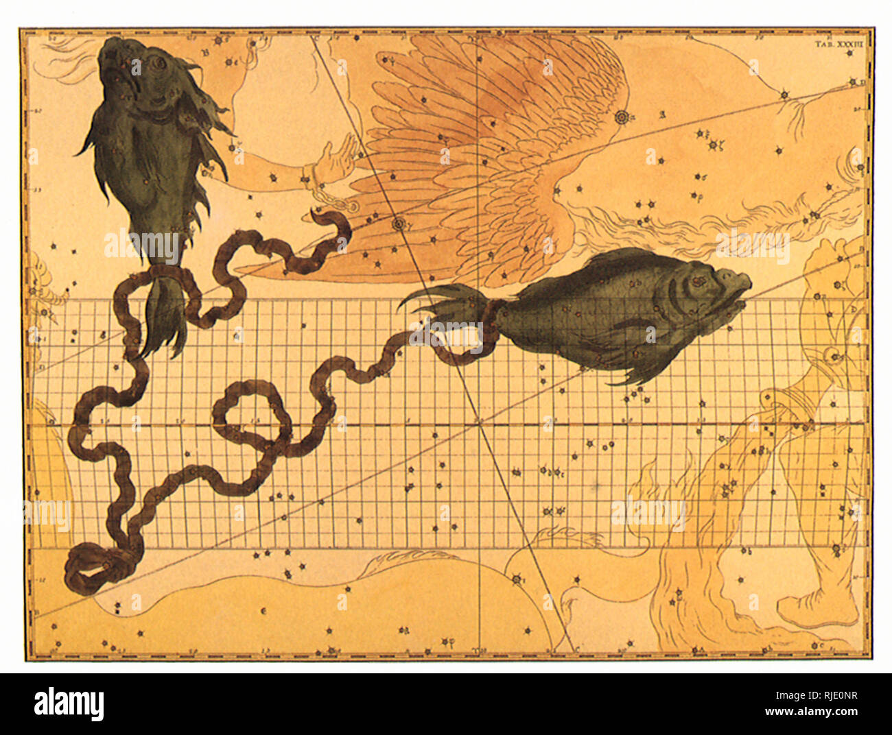 Fish chart hi-res stock photography and images - Alamy