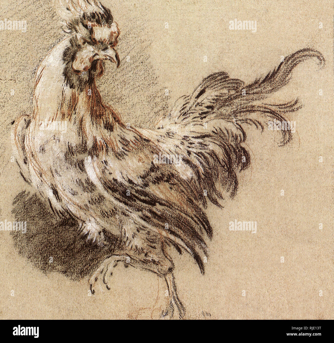 Study of a Rooser Stock Photo - Alamy