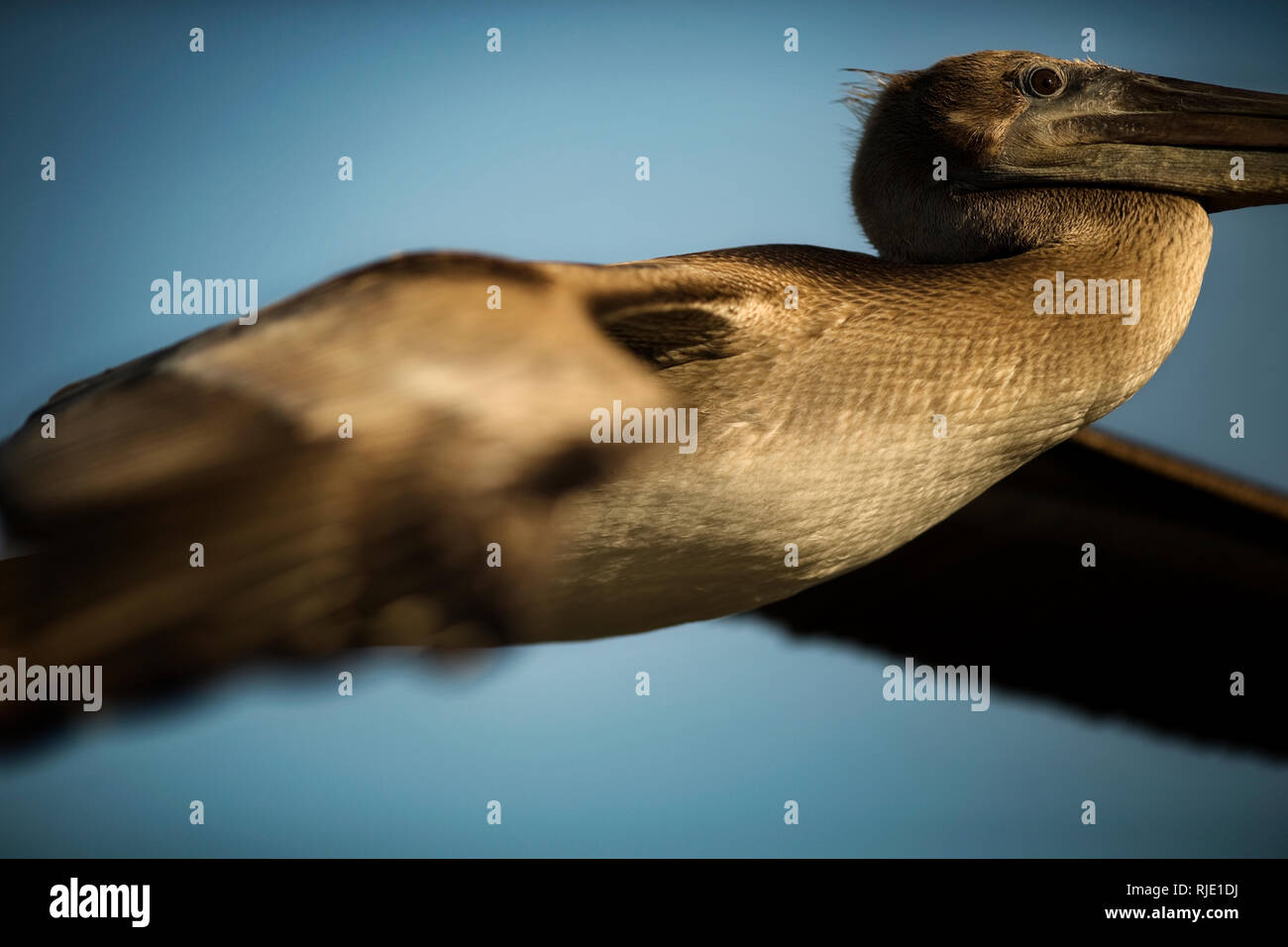 Bird flying through hi-res stock photography and images - Alamy
