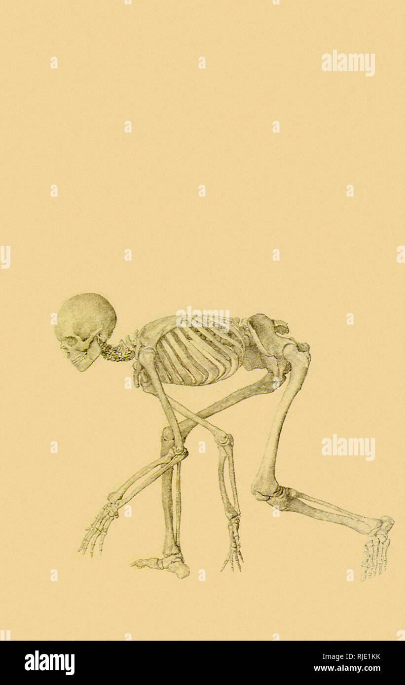 Human Skeleton, Lateral View, in Crawling Posture Stock Photo - Alamy