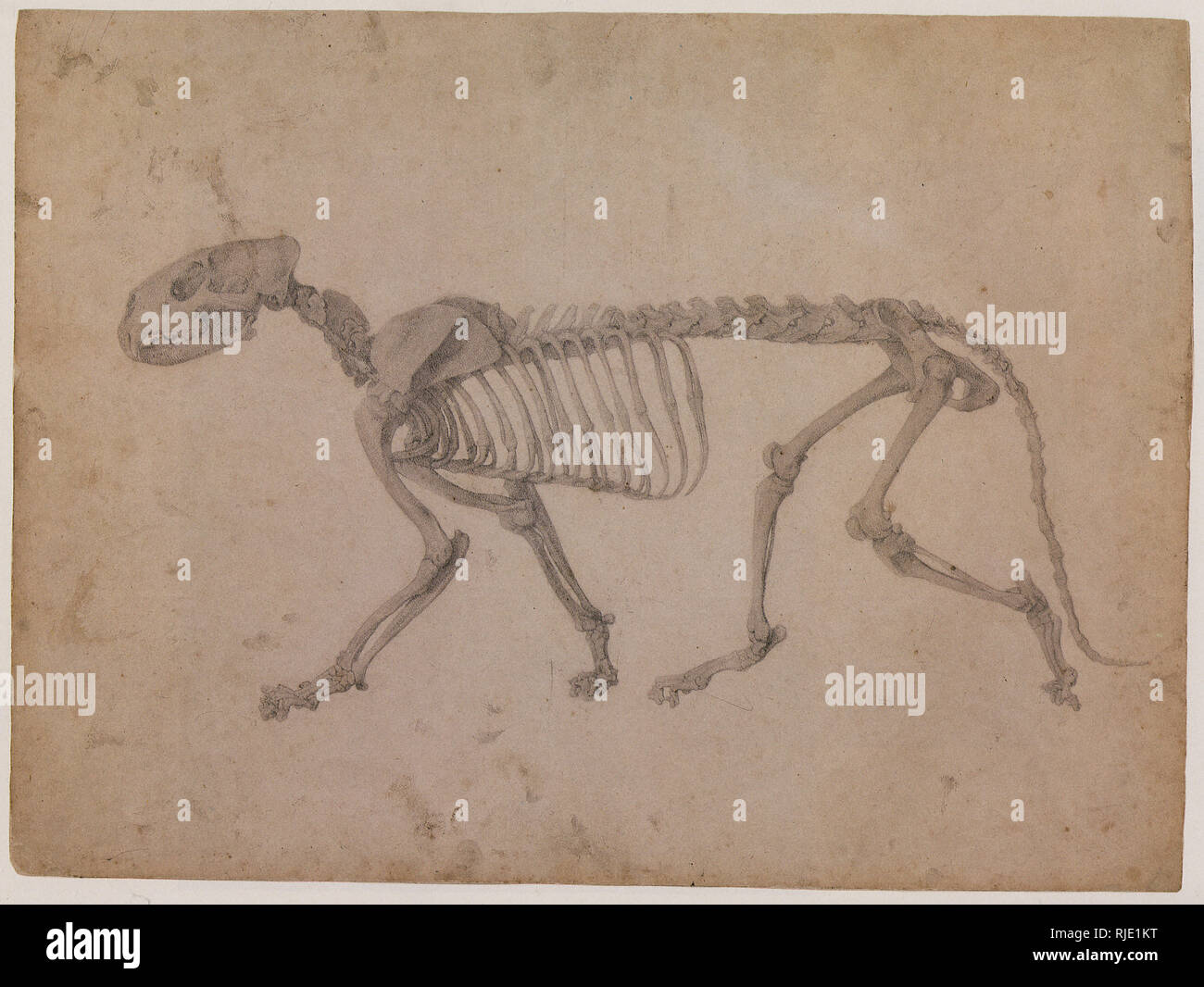 Tiger Skeleton, Lateral View Stock Photo - Alamy