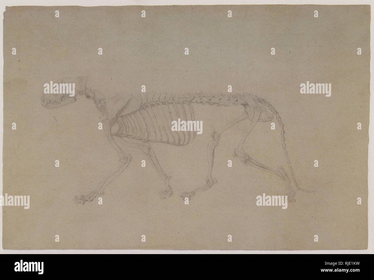 Tiger Skeleton, Lateral View, in Walking Posture Stock Photo - Alamy