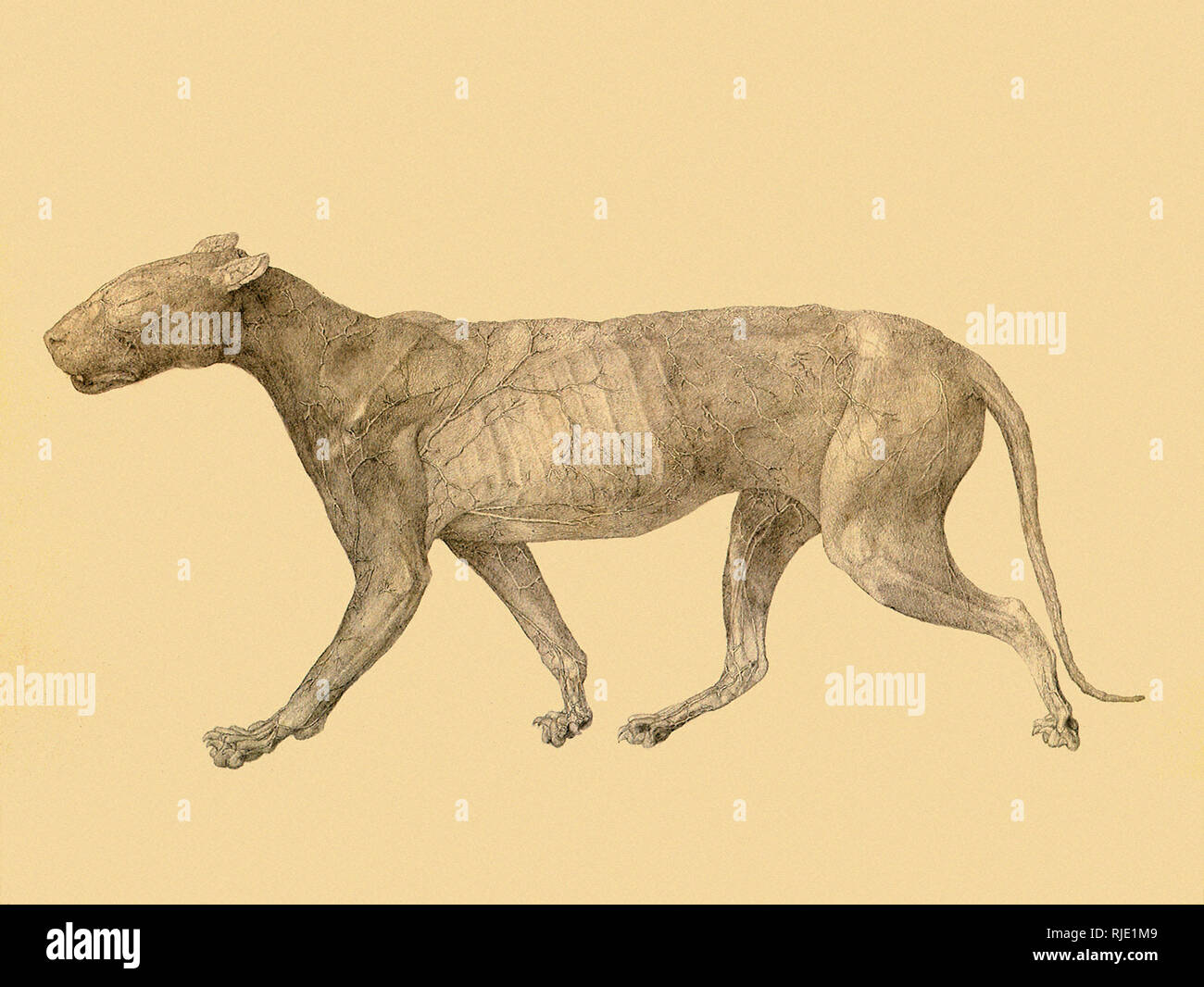 Tiger anatomy hi-res stock photography and images - Alamy