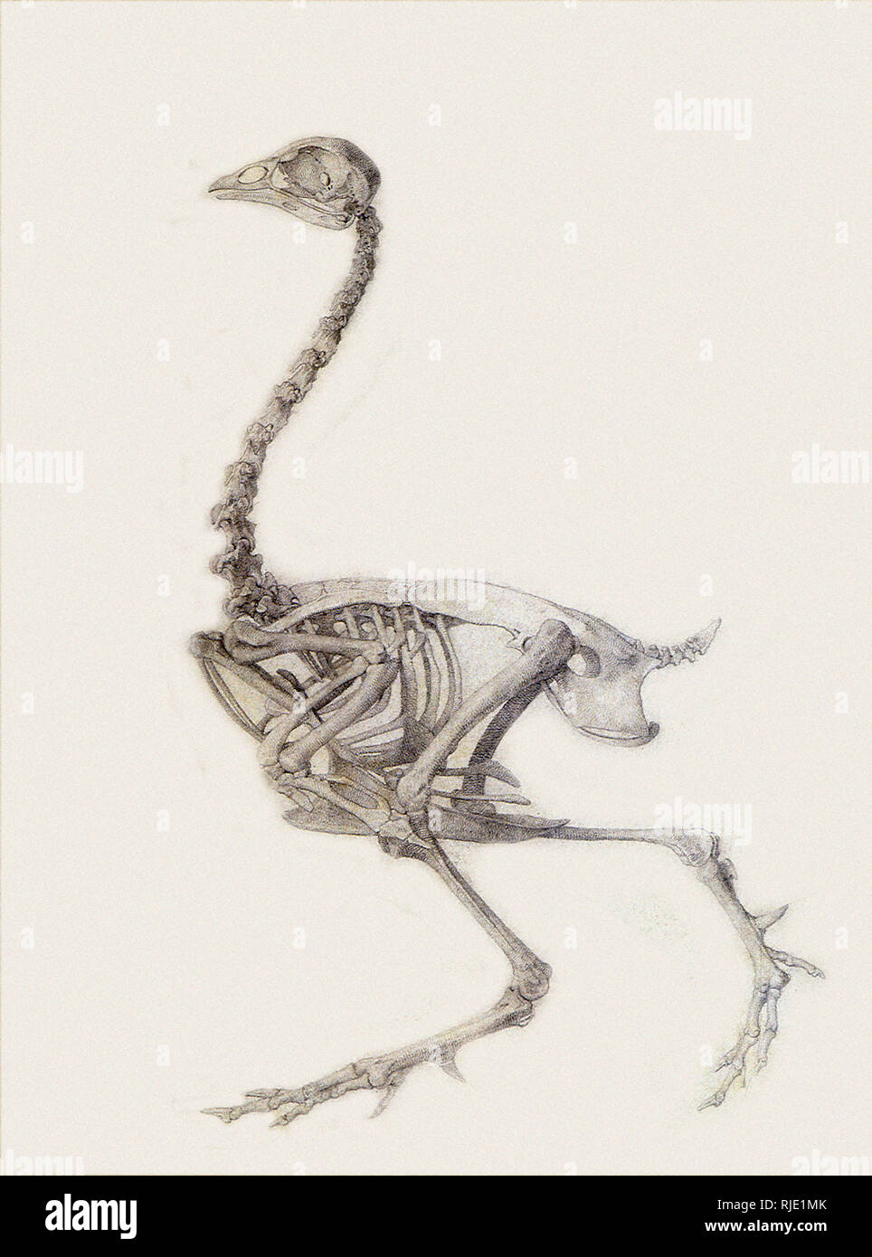 Fowl Skeleton, Lateral View Stock Photo - Alamy