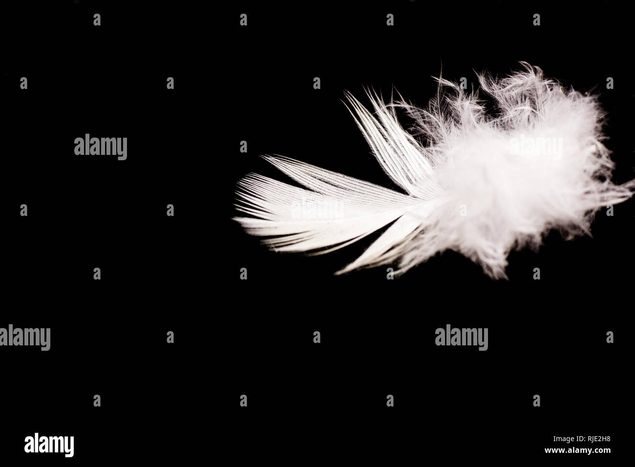 Detail photo of single feather on black background Stock Photo - Alamy
