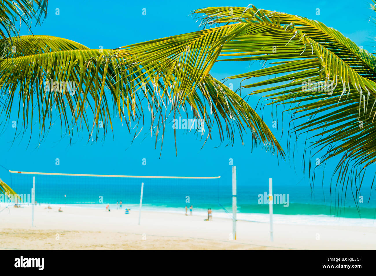 Palm tree in the beach of Ipanema, Rio de Janeiro, Brazil Stock Photo ...