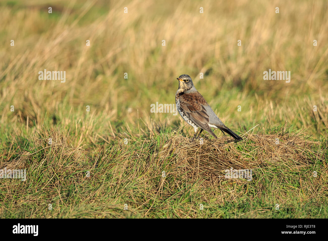 Member of the thrush family hi-res stock photography and images - Alamy