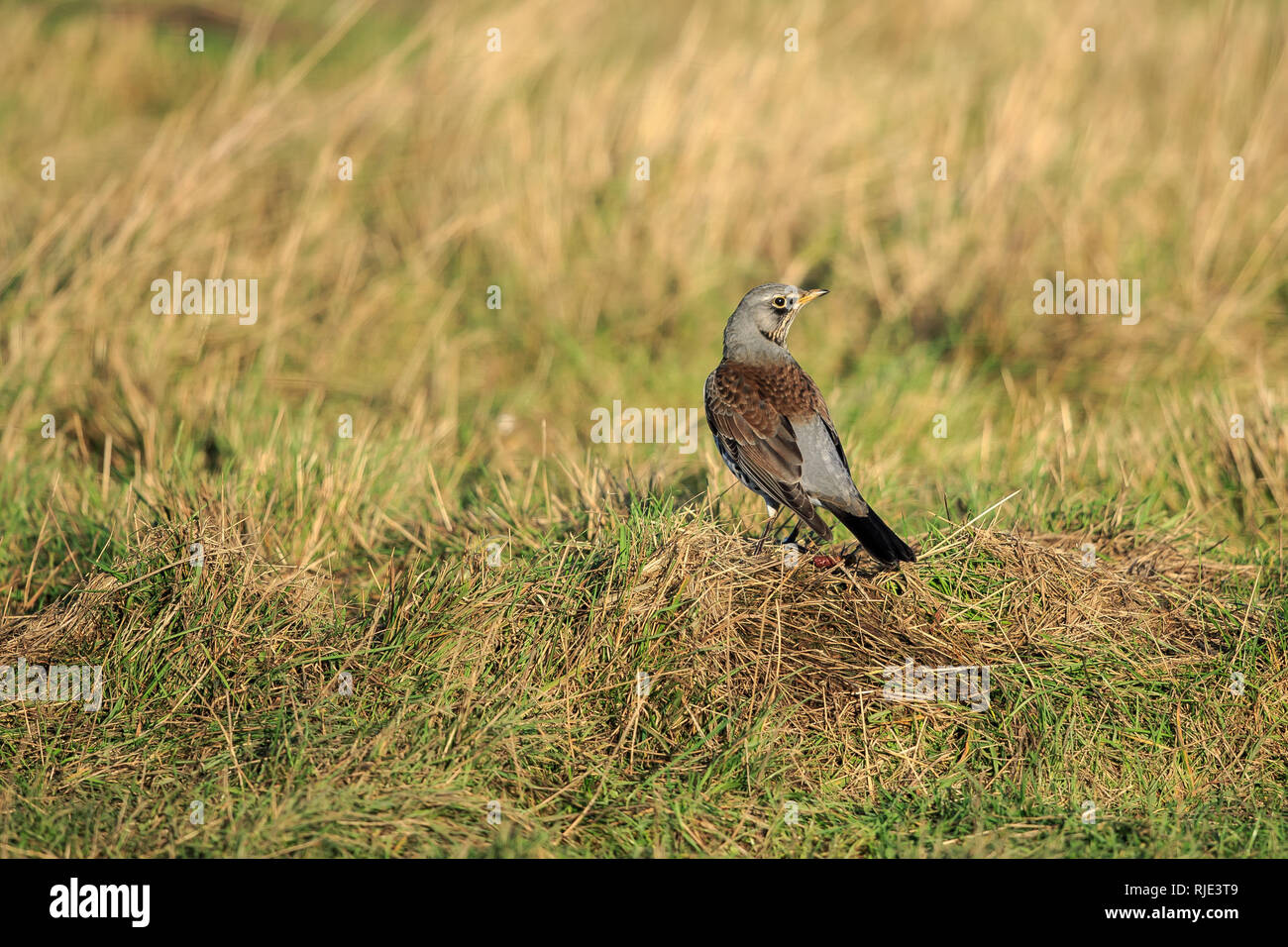 Member of the thrush family hi-res stock photography and images - Alamy