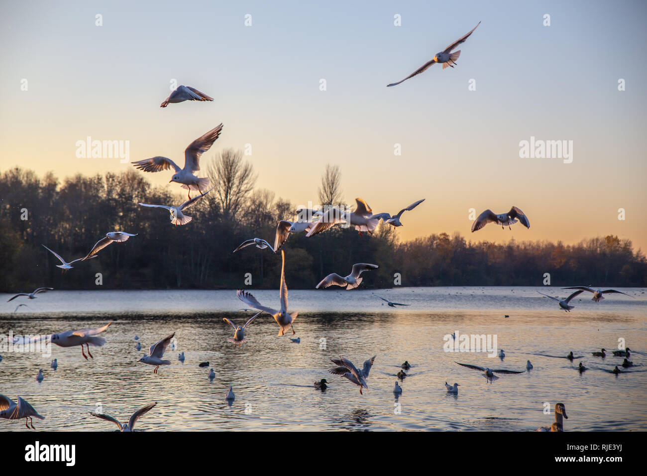 Swooping hi-res stock photography and images - Alamy