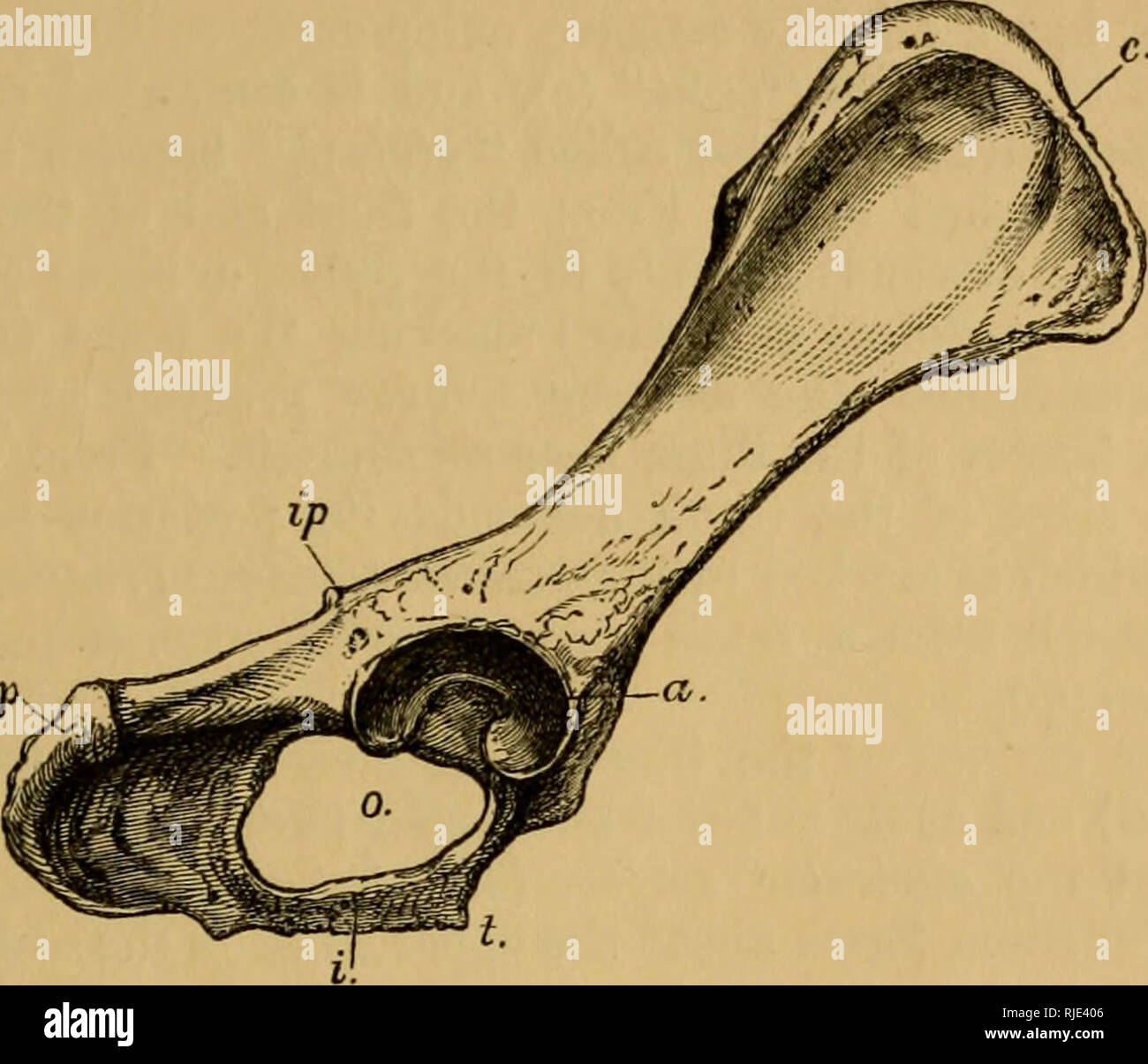 . The cat; an introduction to the study of backboned animals ...