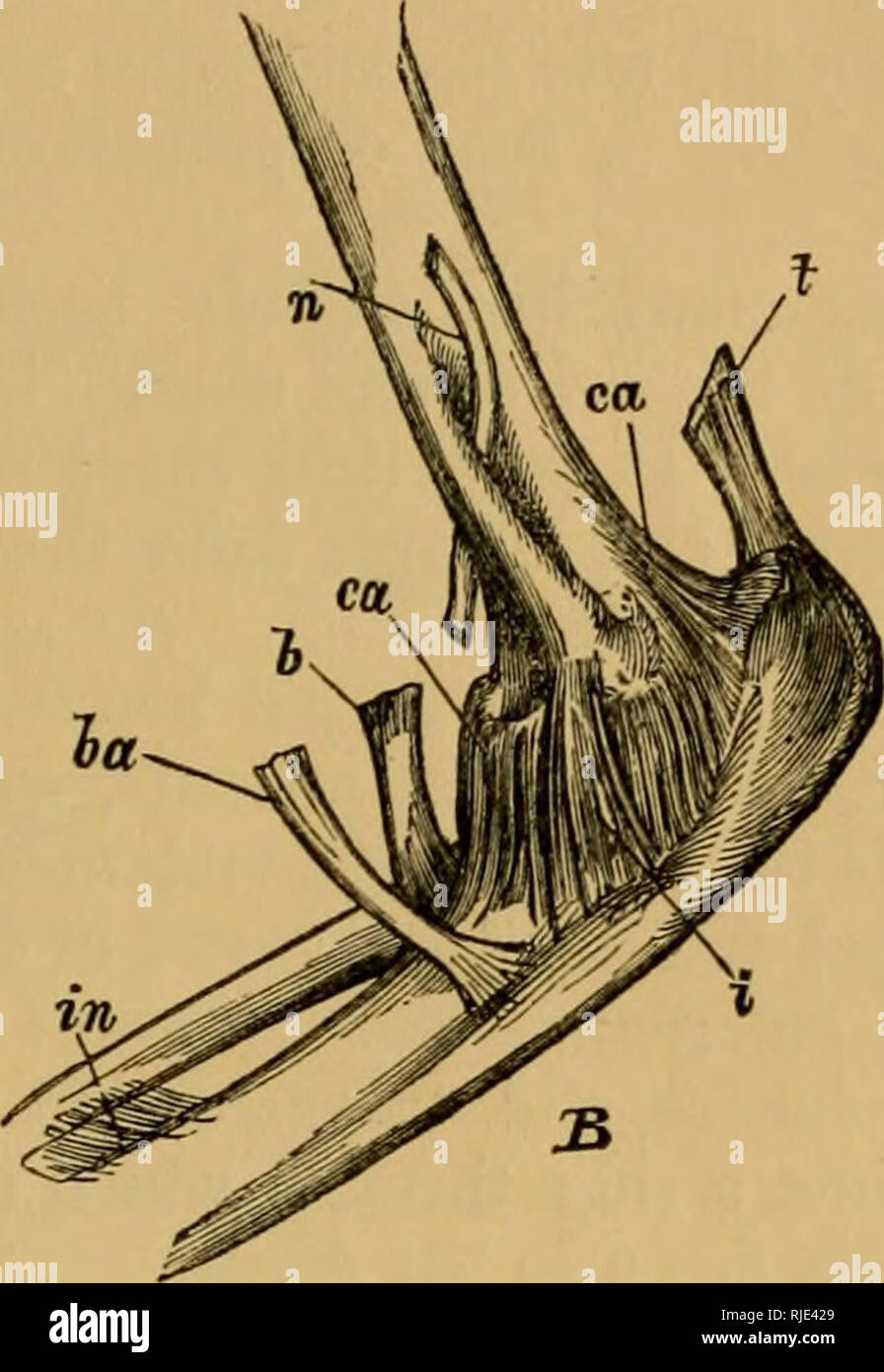 . The cat; an introduction to the study of backboned animals ...