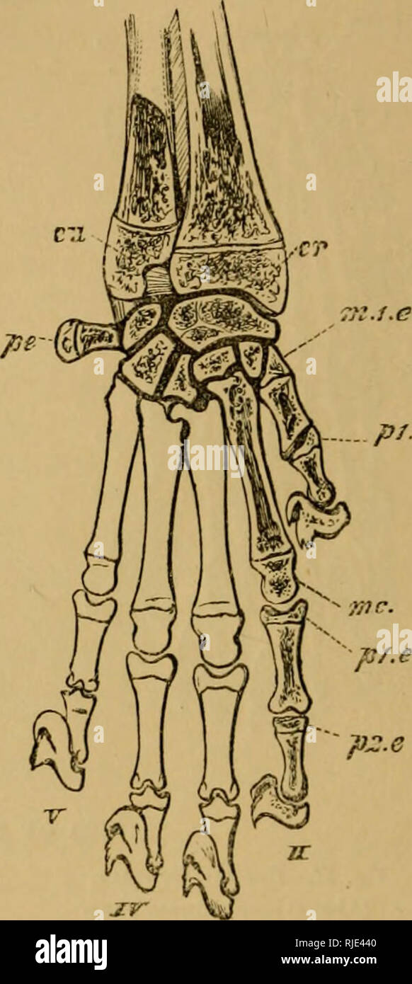 . The cat; an introduction to the study of backboned animals ...