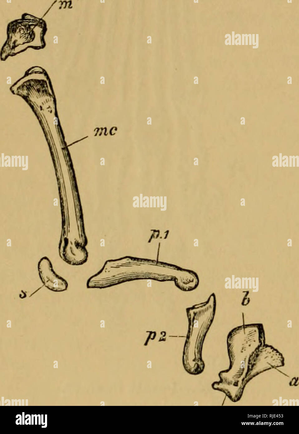 Distal Phalanx Stock Photos & Distal Phalanx Stock Images - Alamy