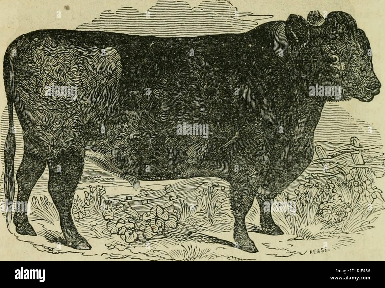 . Cattle. Cattle; Cattle. 68 CATTLE. Quarter Evil is also a frequent ...