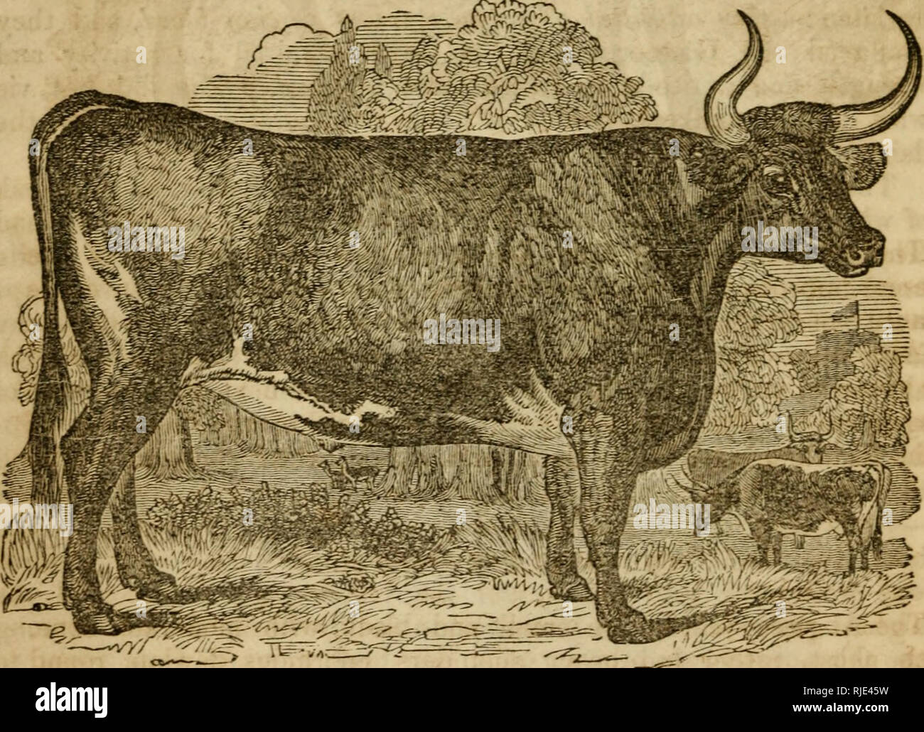 . Cattle. Cattle; Cattle. 38 CATTLE. cultivation of it, and a great ...