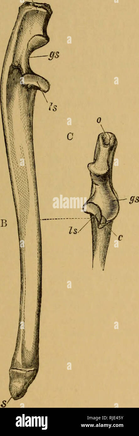 Radius Styloid Process