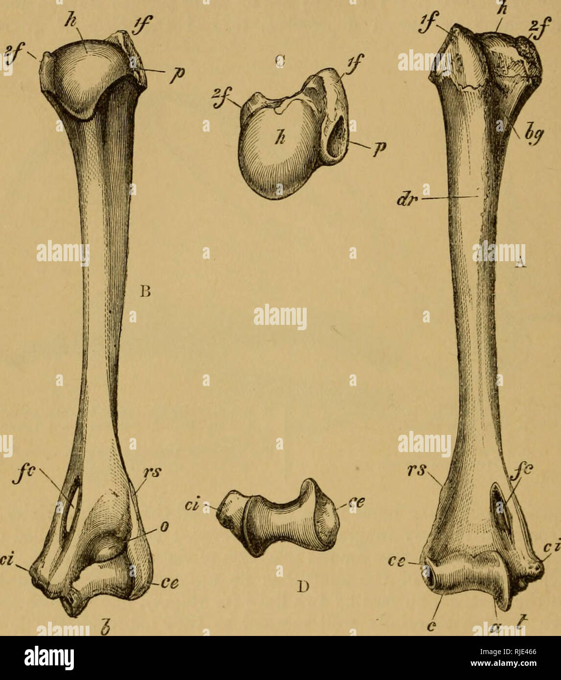 Radial tuberosity hi-res stock photography and images - Alamy
