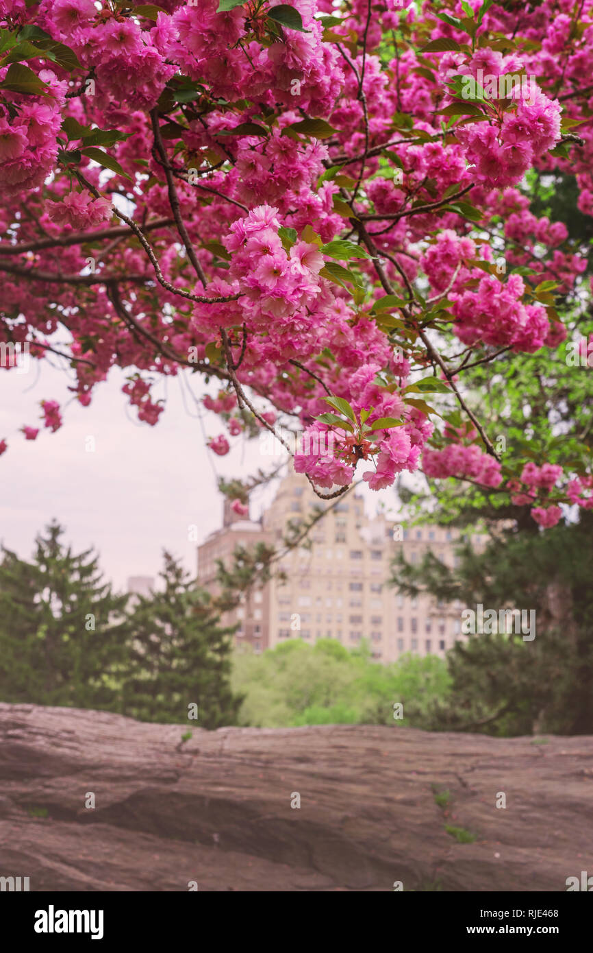 Central Park scenes in spring Stock Photo - Alamy