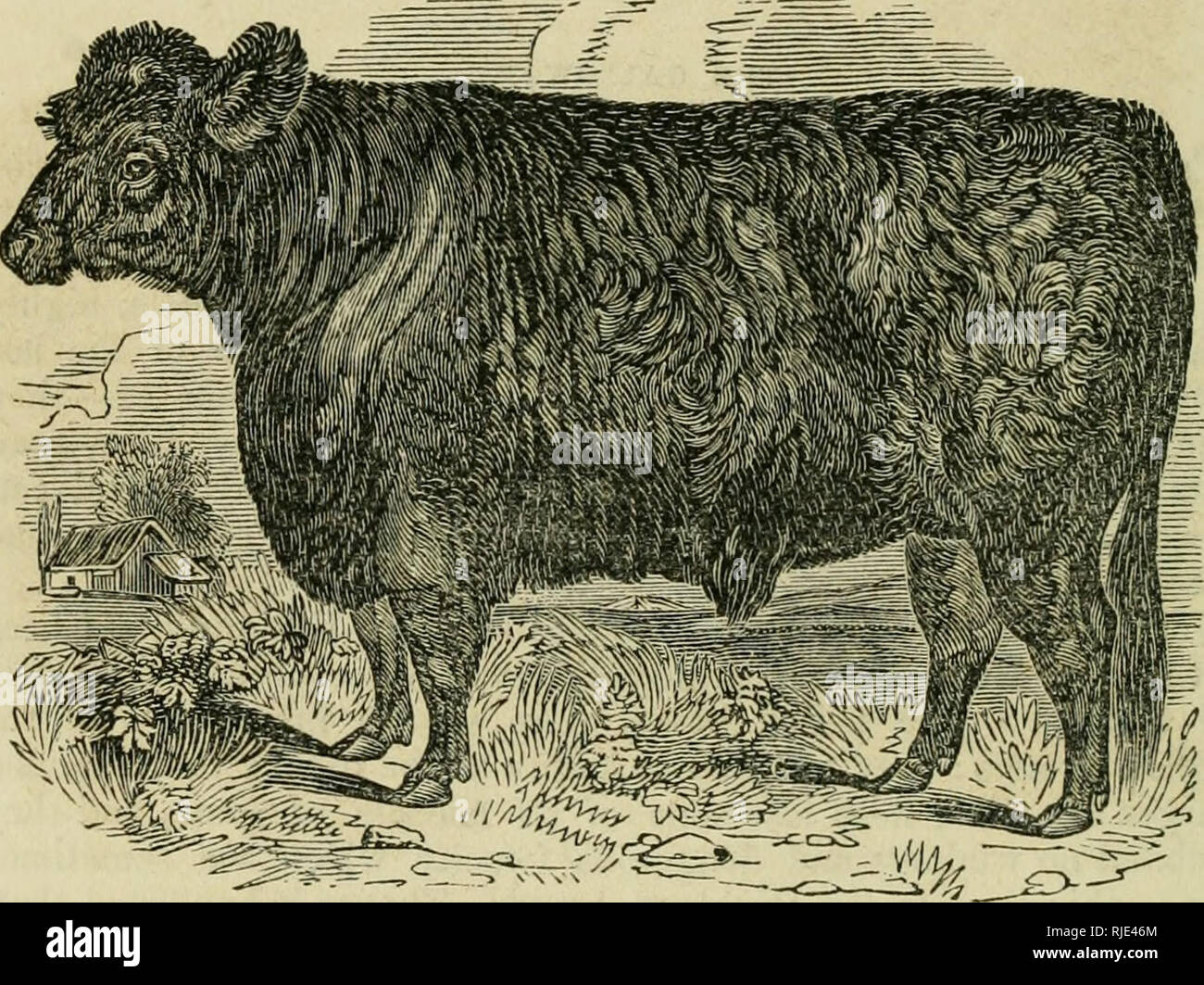 Longitudinal section hip hi-res stock photography and images - Alamy