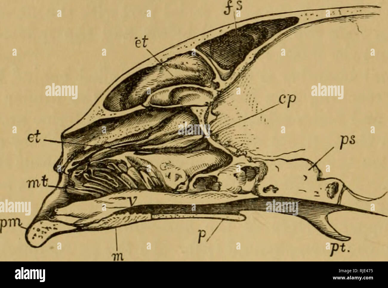Cribriform Plate Stock Photos & Cribriform Plate Stock Images - Alamy