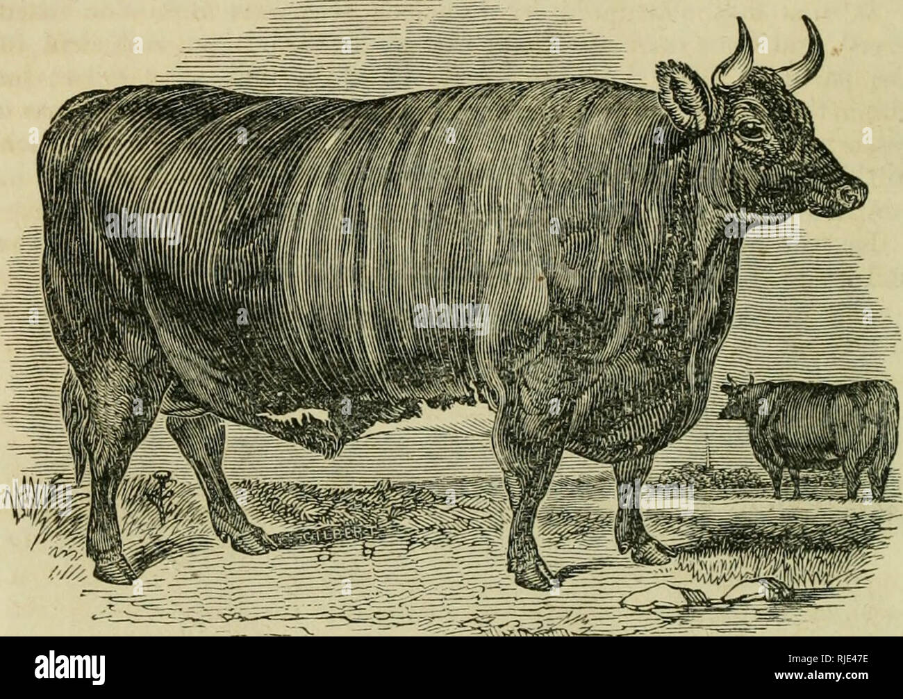 . Cattle. Cattle; Cattle. 54 CATTLE. and excellent at work, and good ...